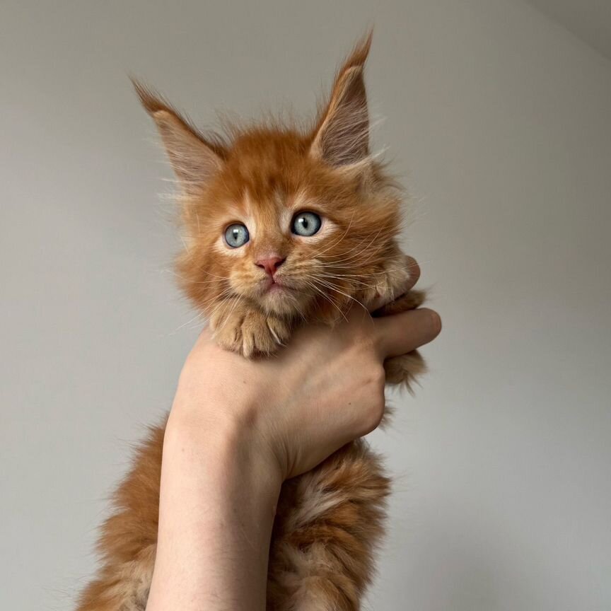 Котята мейн-кун