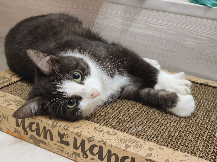 Котенок мальчик
