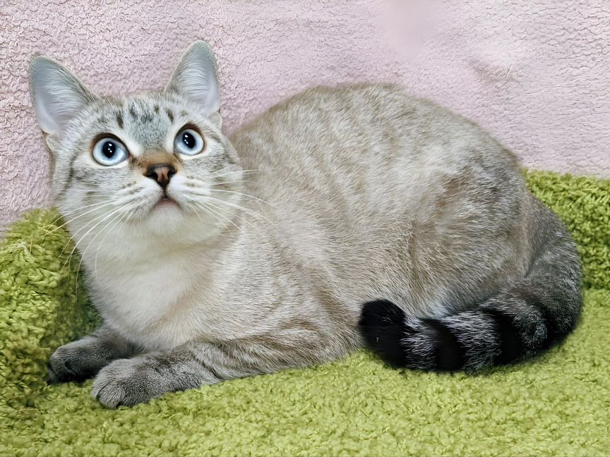 Стерилизованная вакцинированая кошка из приюта