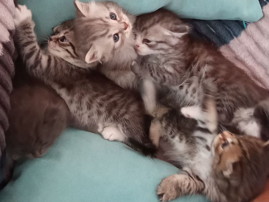 Котята в добрые руки