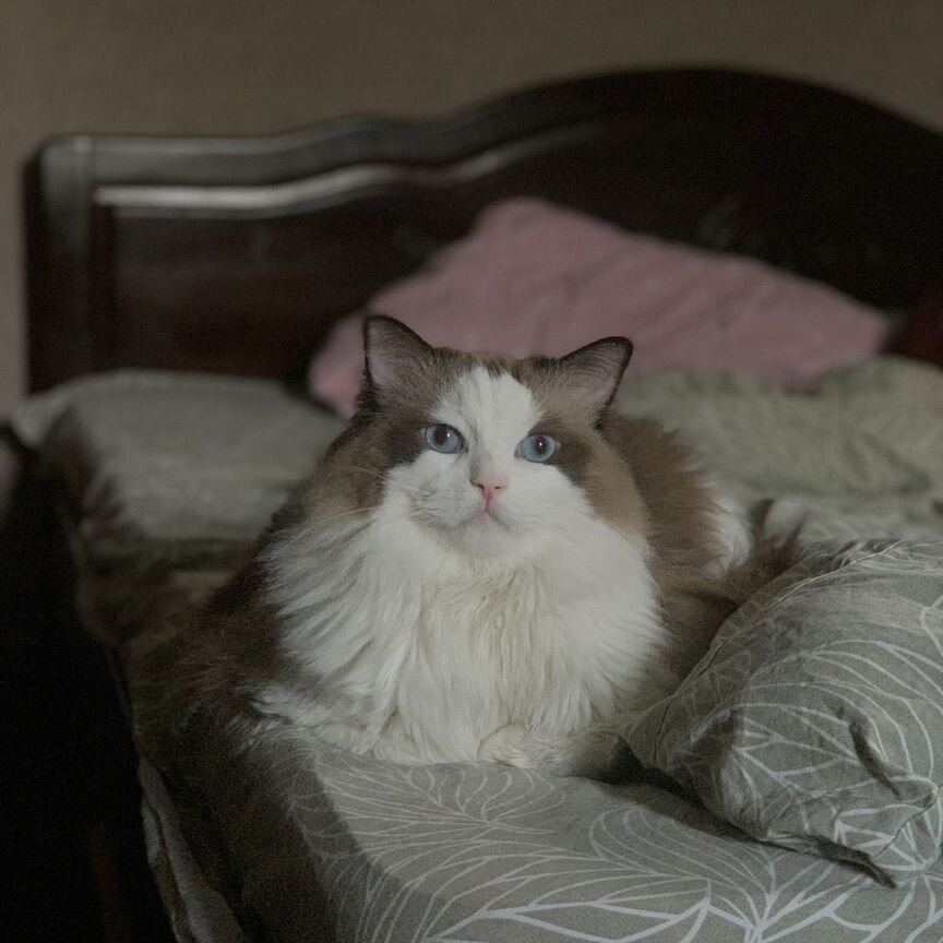 Отдам кота в добрые руки бесплатно