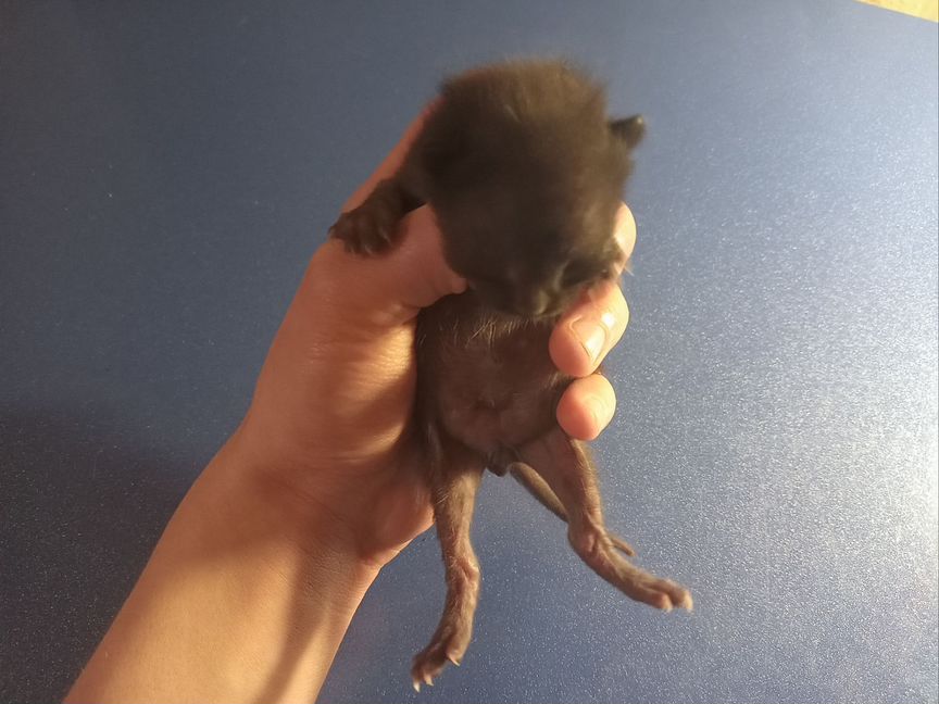 Котята от потомственной крысоловки