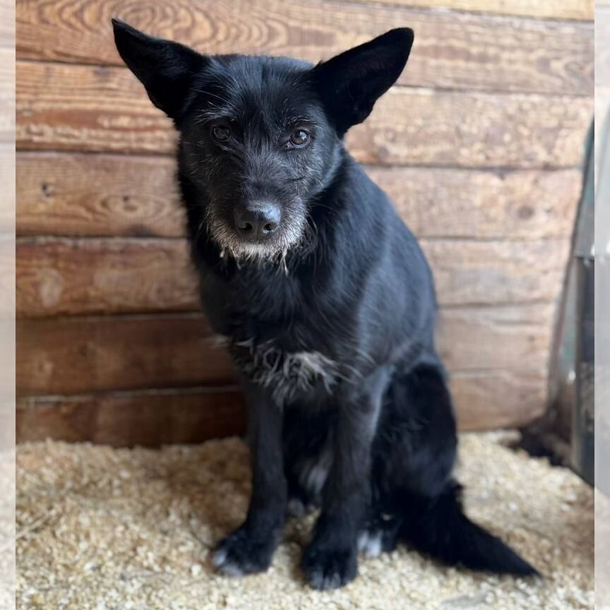 Взрослый пёс в добрые руки