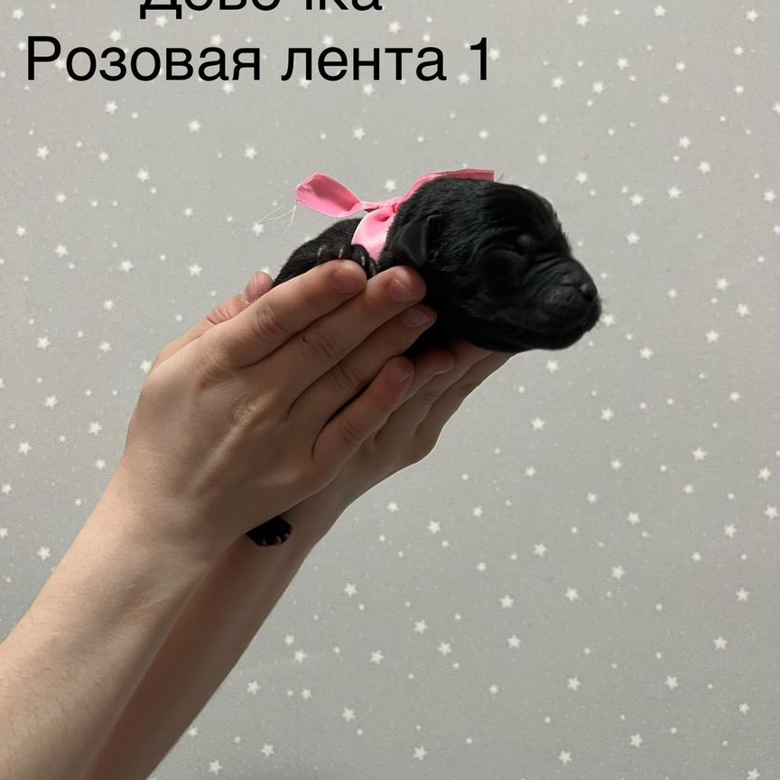Щенки лабрадора.ркф