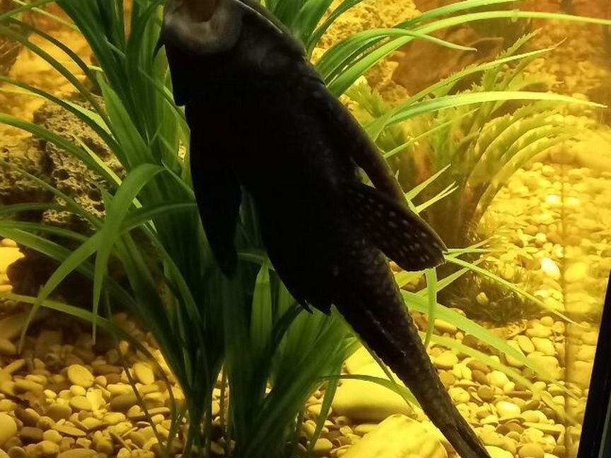 Сом анцитрус