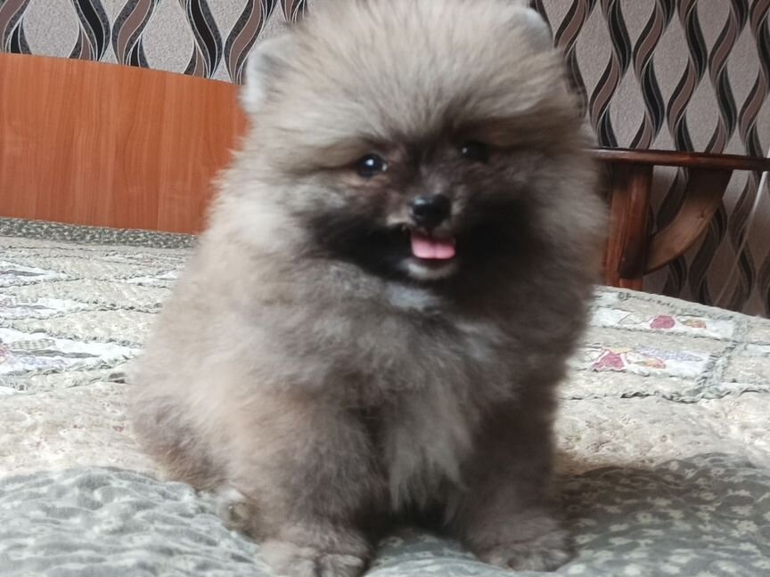 Померанский шпиц