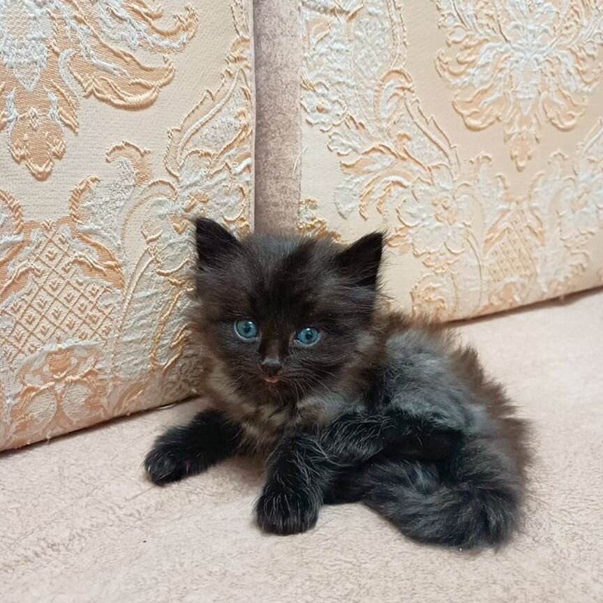 Передаю котят,в любящие руки
