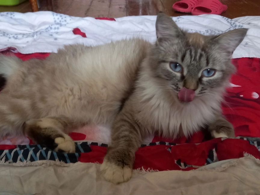 Котик Тайсон