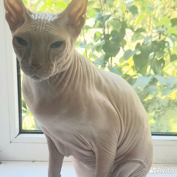Отдам в хорошие руки кошку Донской сфинкс