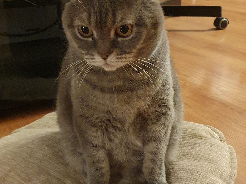 Кошка похожая на шотландскую вислоухую