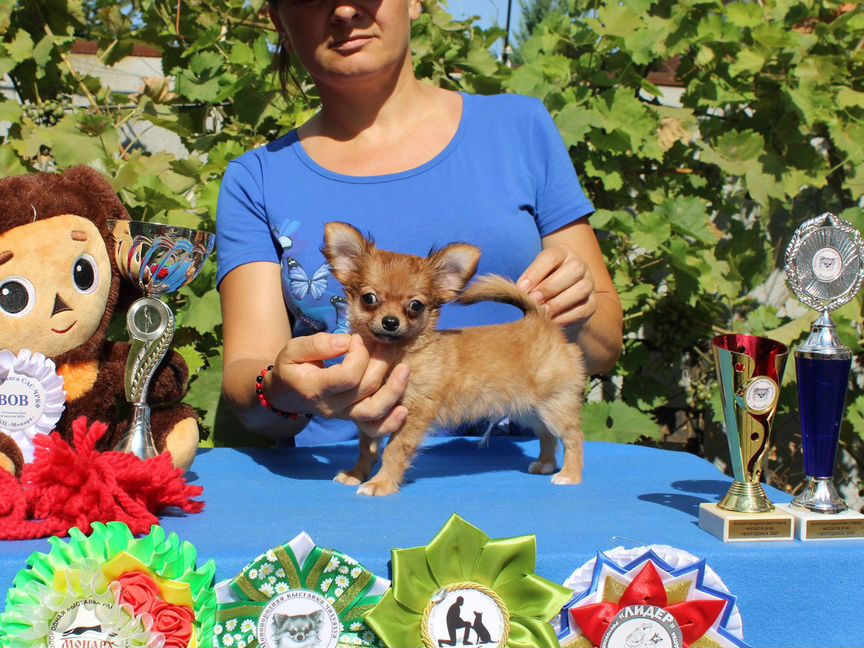 Малыши чихуахуа, длинношерстные