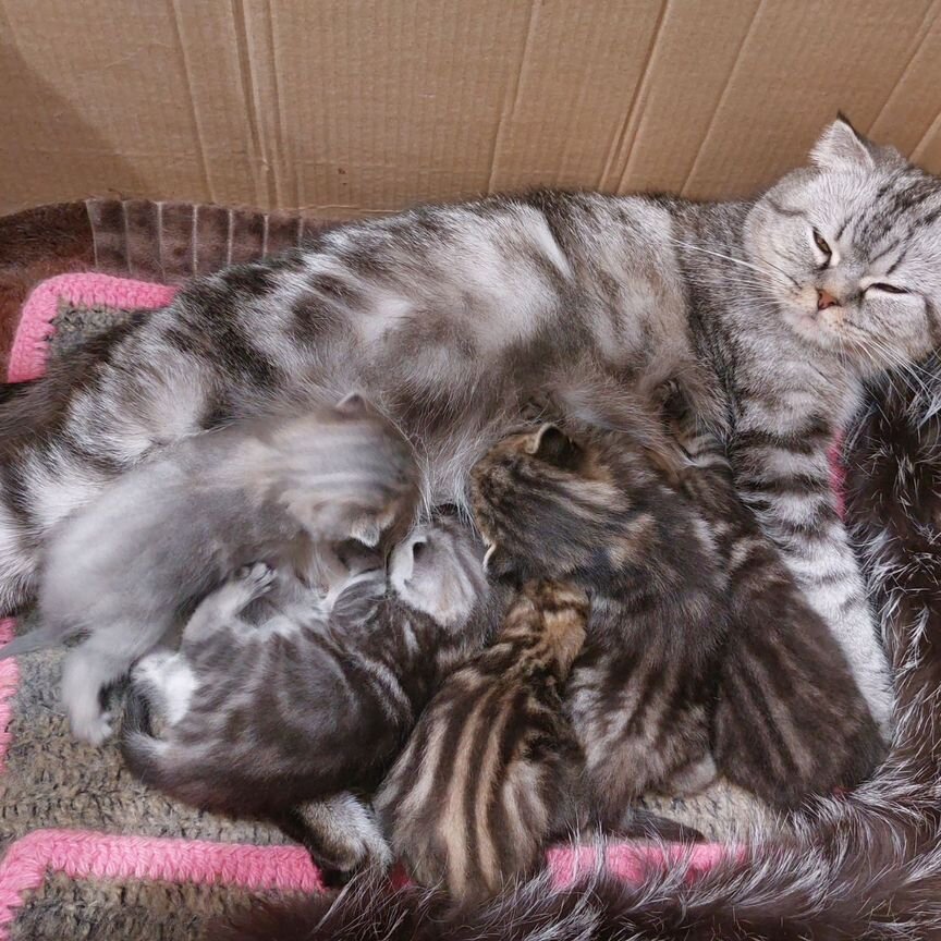 Шотландский прямоухий короткошёрстный котёнок