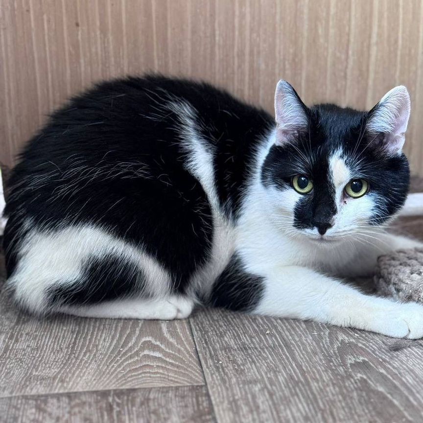 Замечательный черно-белый кот в поисках дома