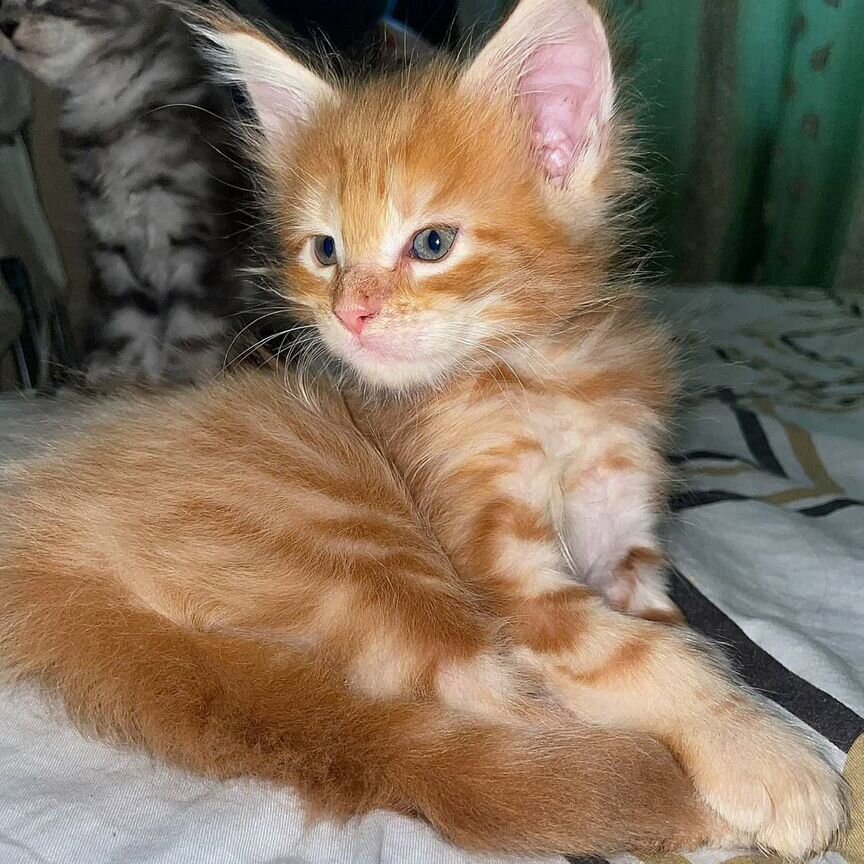 Мейн-кун кошечка