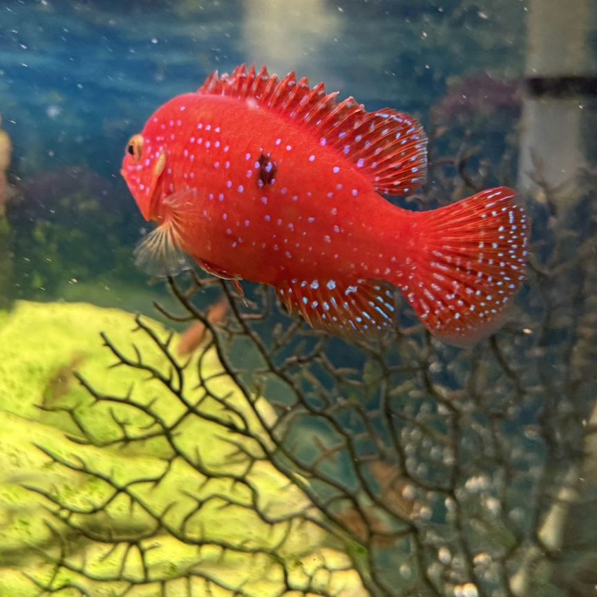 Хромикс красавец экзотик (ярко красные ) мальки