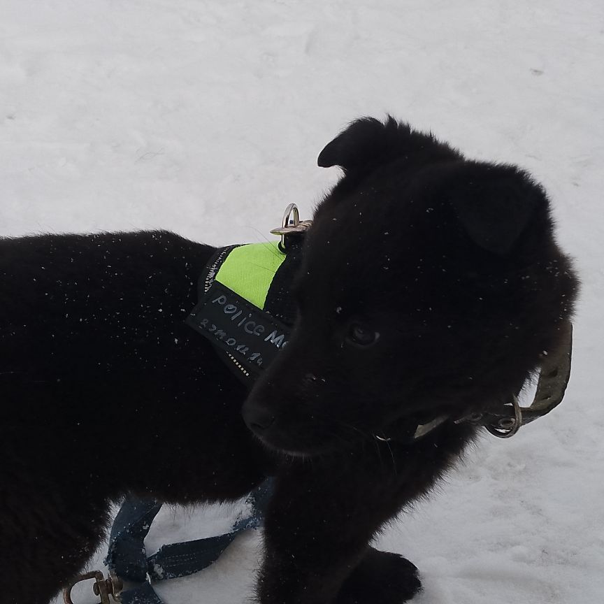 Продам лайку