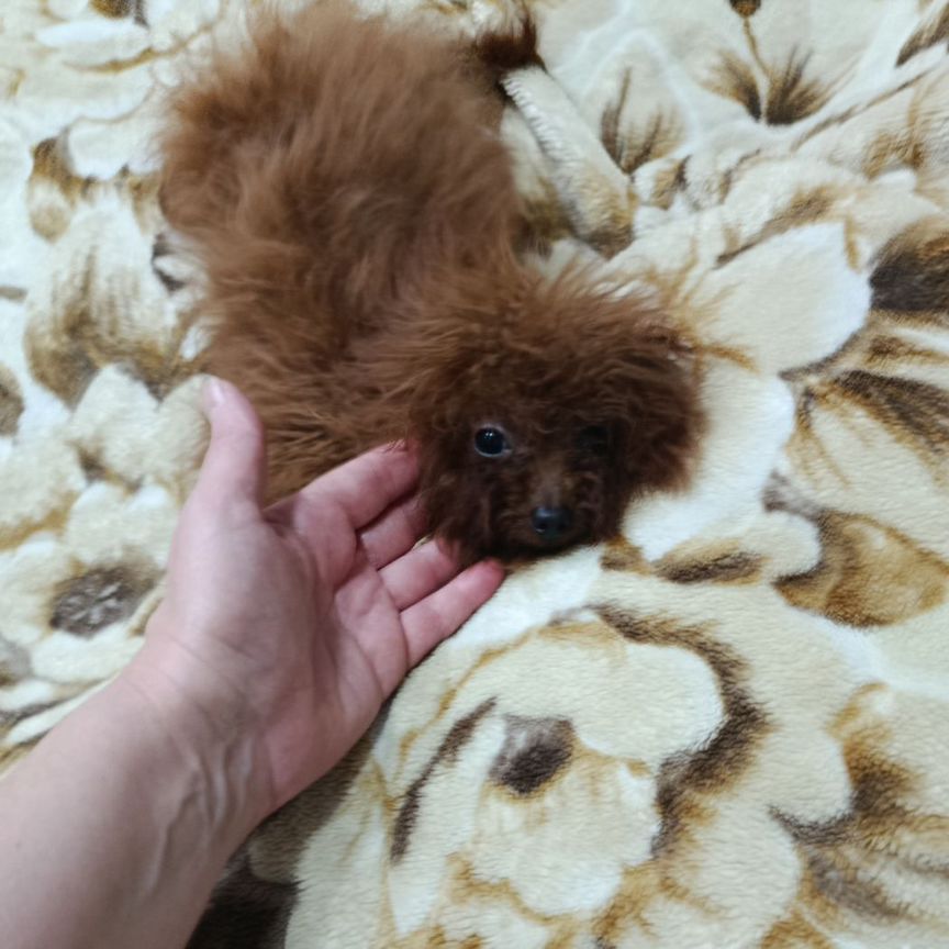 Той-пудель, щенок