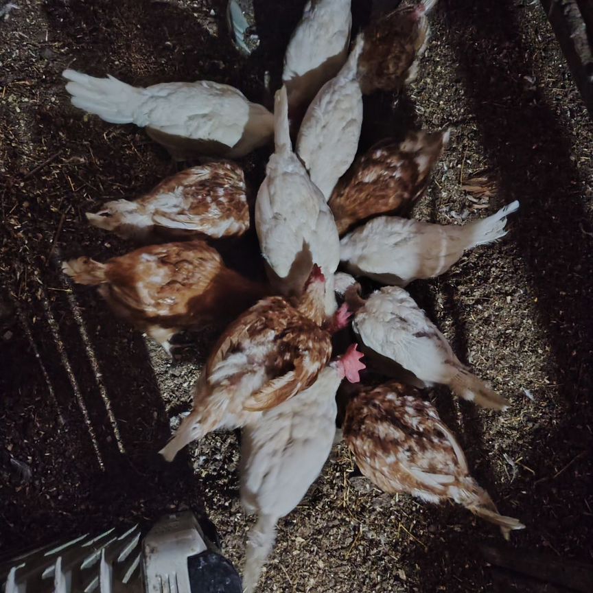 Продам куриц несушек и петуха