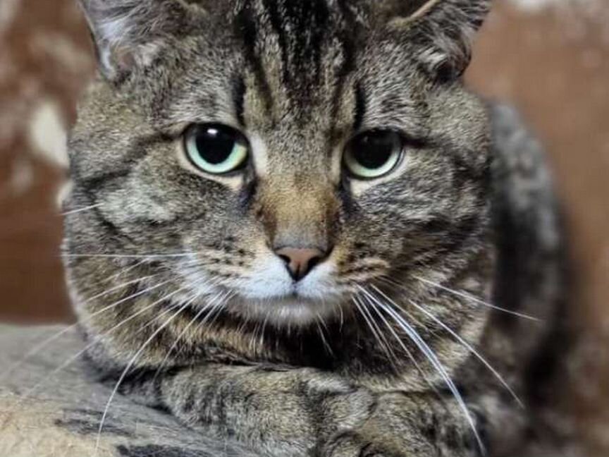 Котик Веник