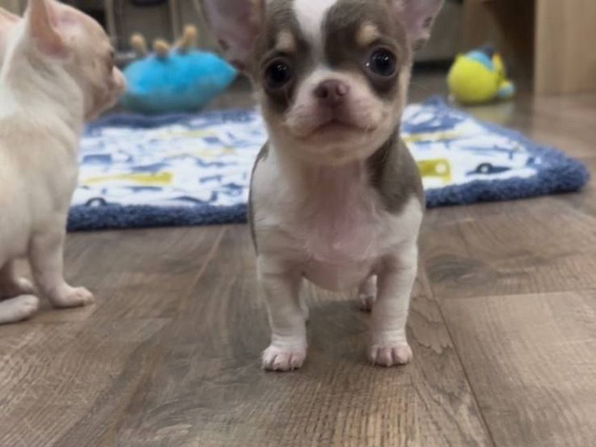 Чихуахуа мини мальчик лиловый