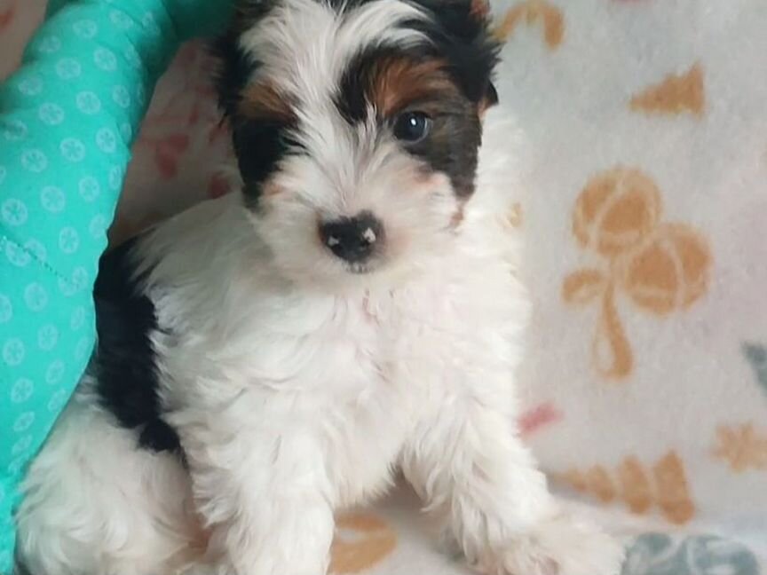 Щенок бивер йорка Малыш