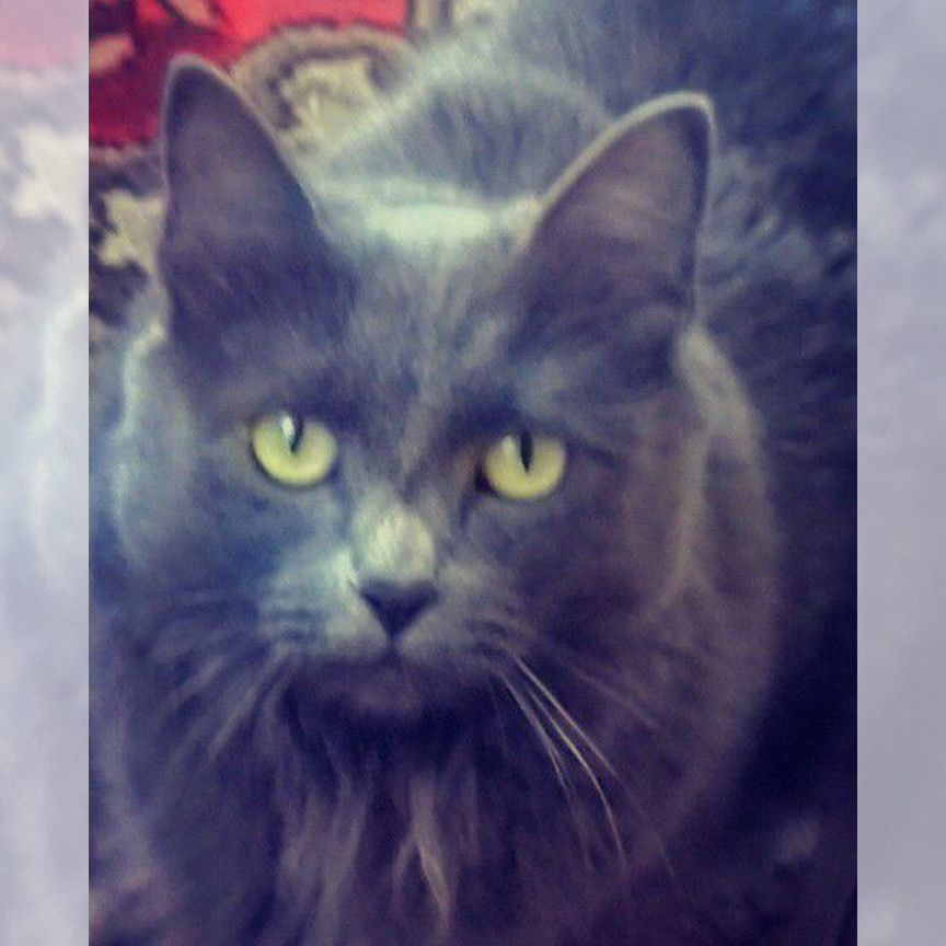 Русская голубая, взрослая кошка