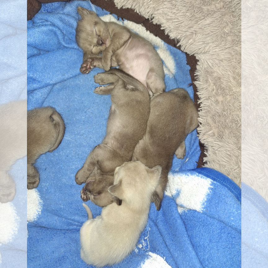 Котята европейской бурмы