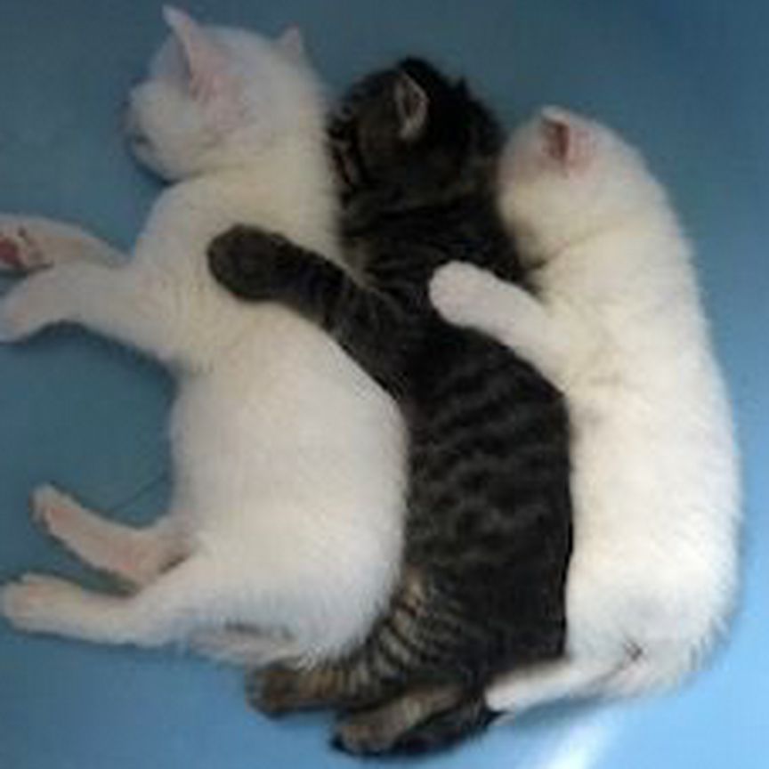 Отдам бесплатно котят вислоухие