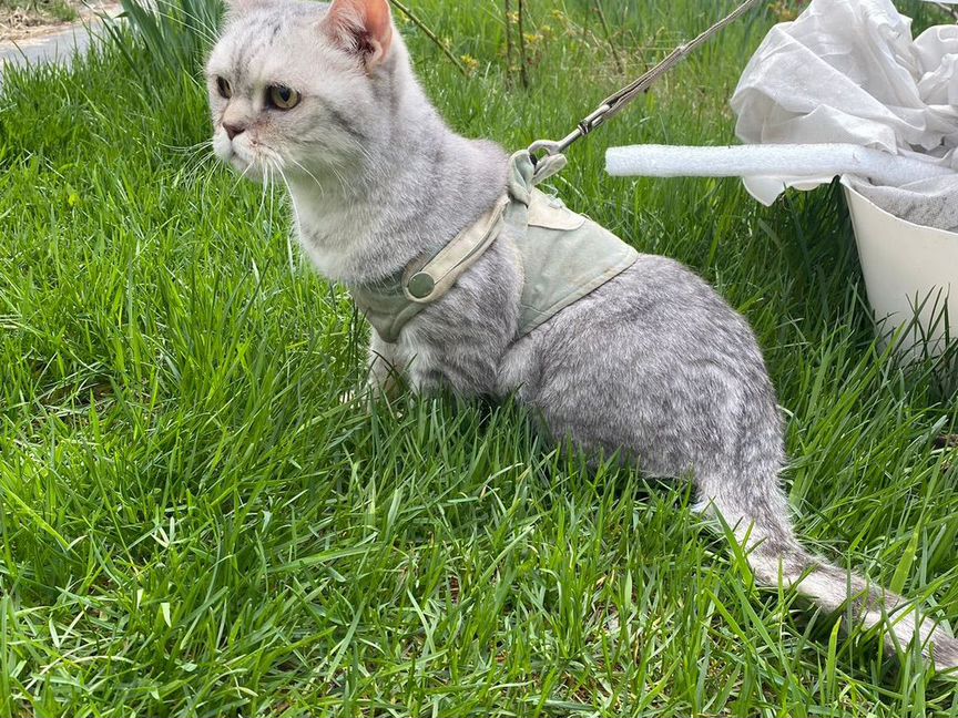 Красавица Сима