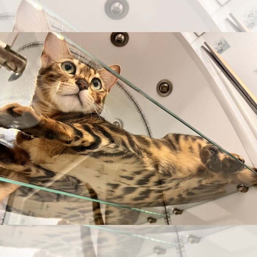 Бенгальская кошка, взрослая