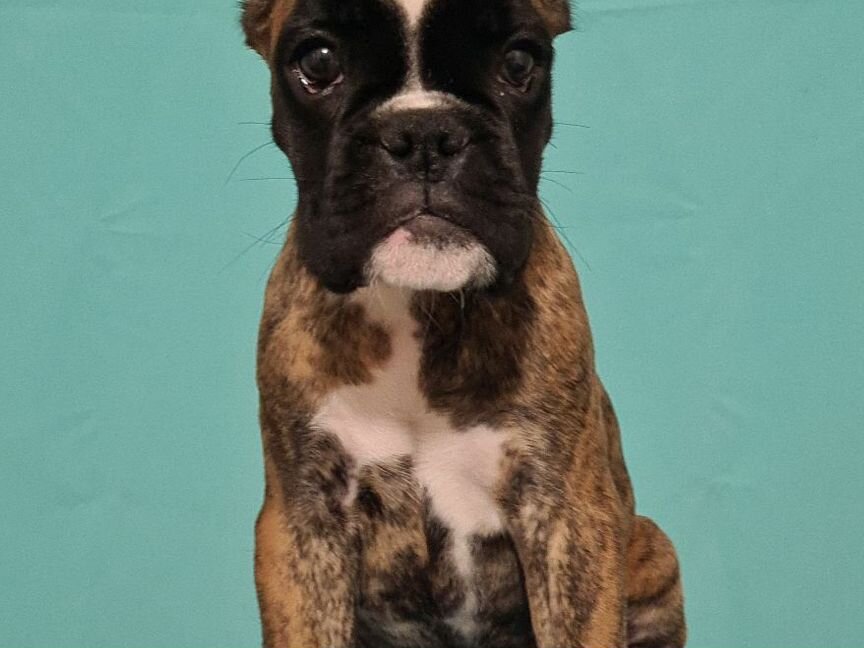 Красавчик боксер