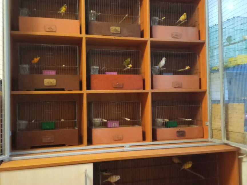 Кенара и канарейки