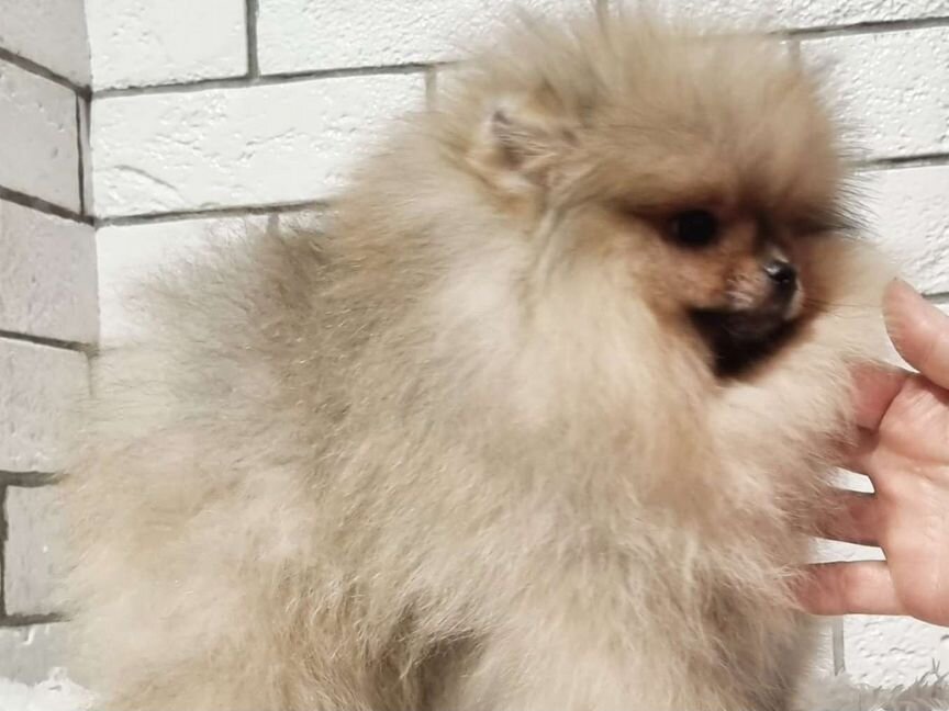 Померанский шпиц шоу класса