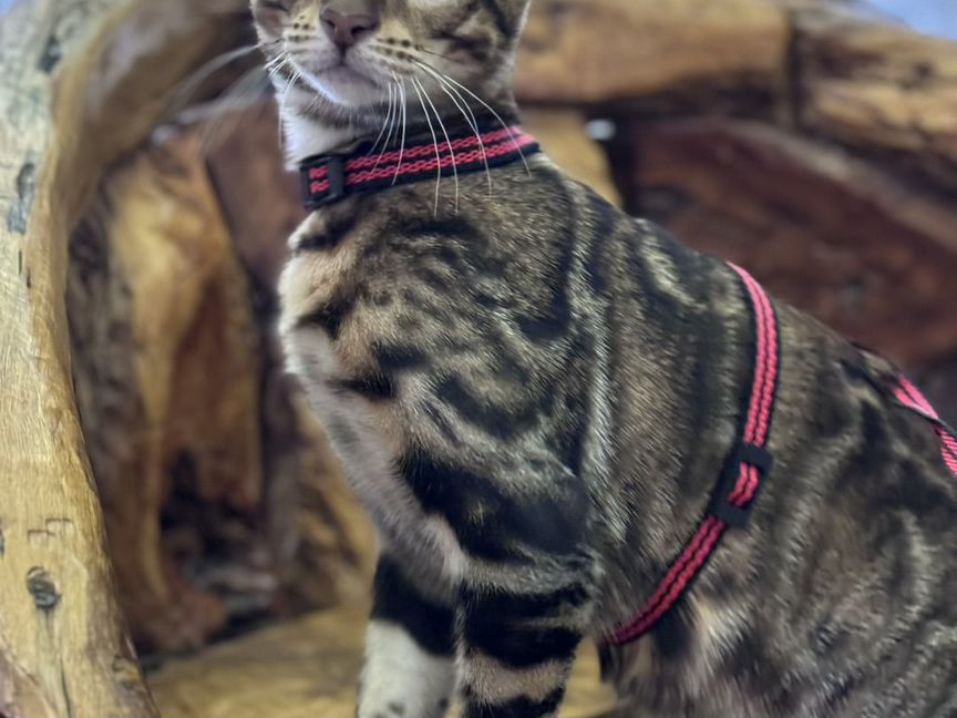 Бенгальская кошка