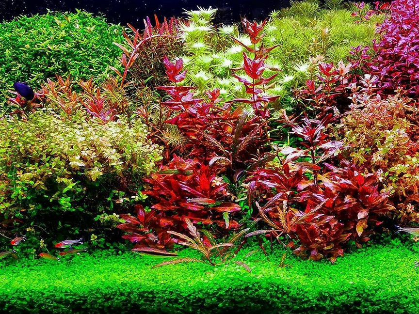 Растения для аквариума и пруда