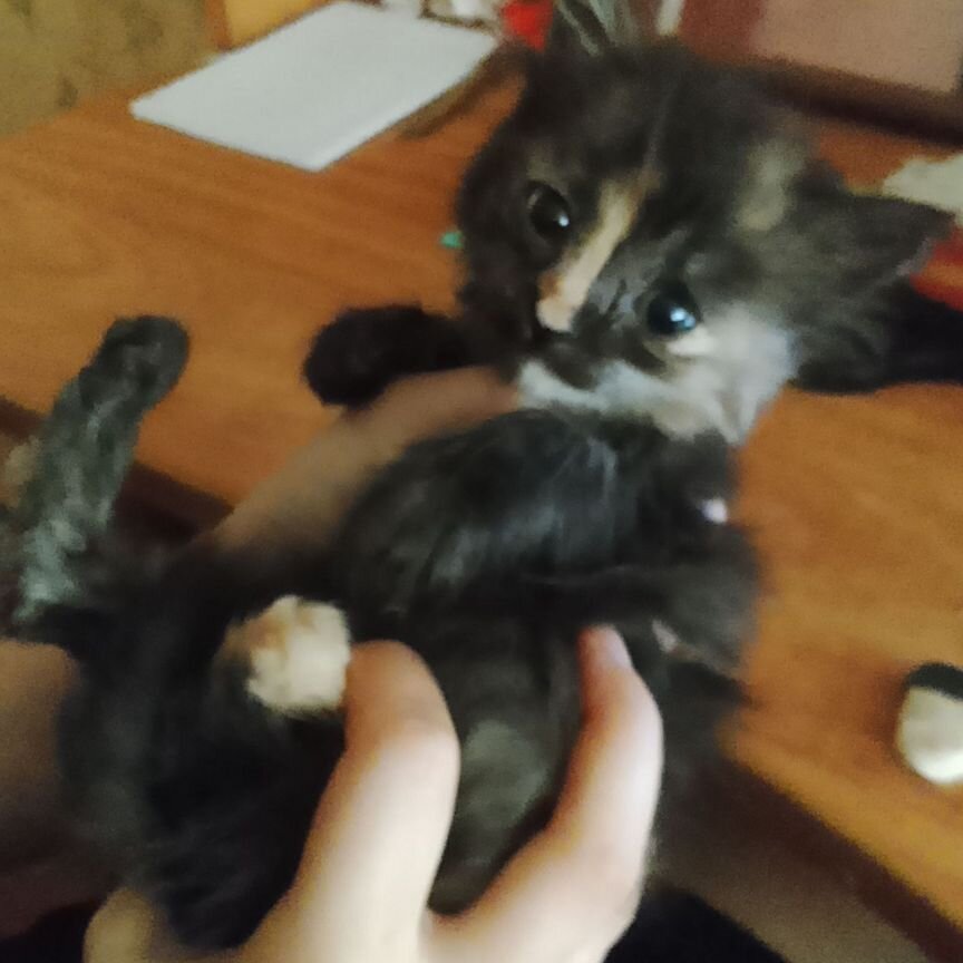 Котёнок в добрые руки