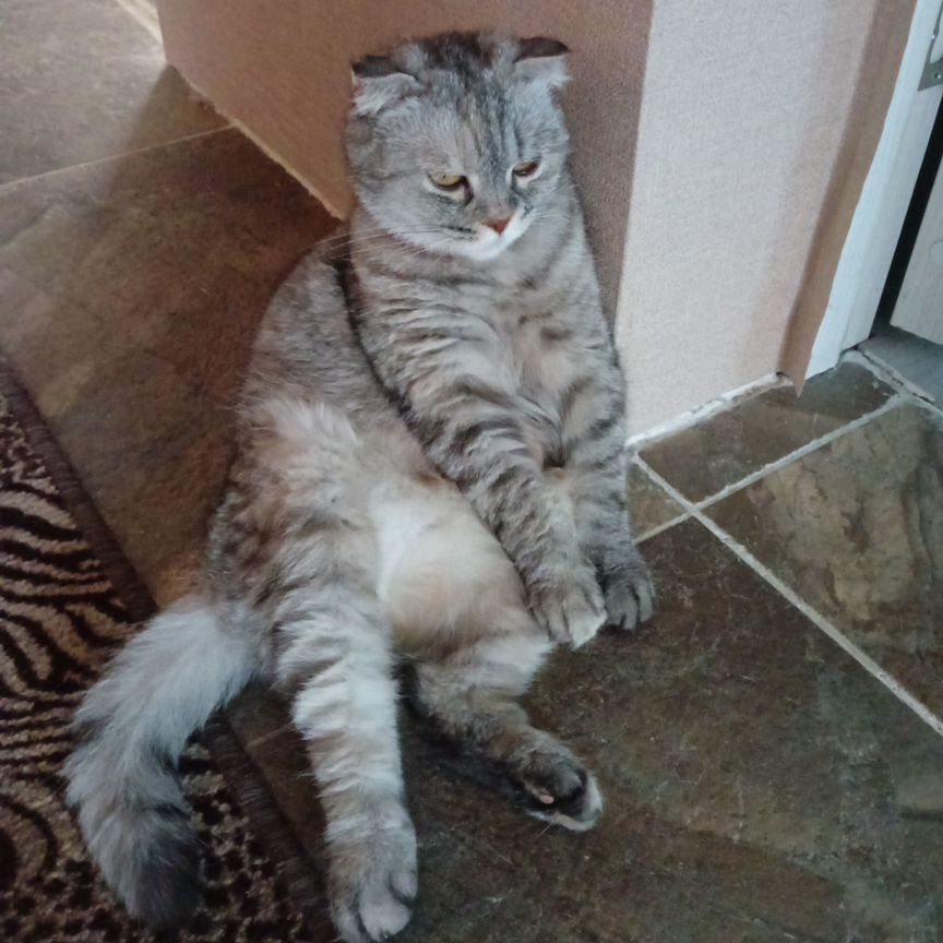 Британская короткошёрстная, взрослая кошка