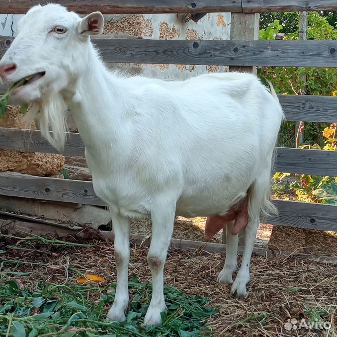 Козы взрослые и два молодых козла