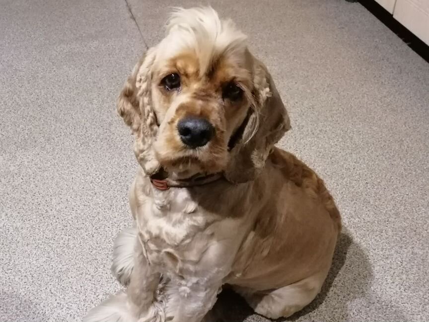 Вязка американский кокер спаниель