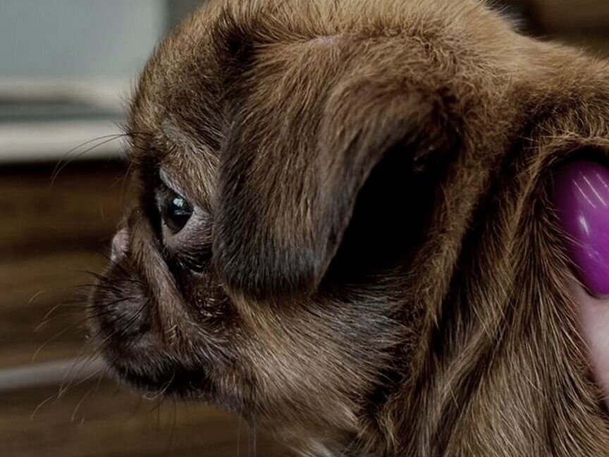 Брабансончики