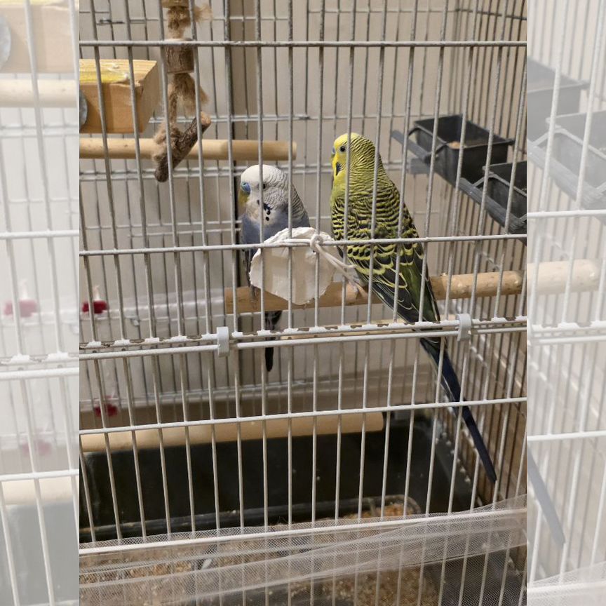 Волнистый попугай с клеткой