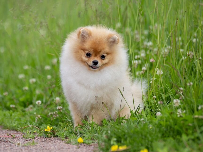 Померанский шпиц мини