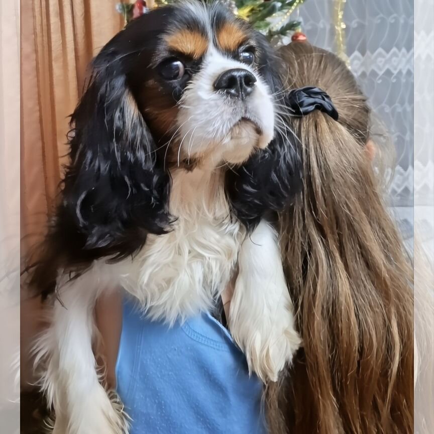 Кавалер кинг-чарльз-спаниель, щенок