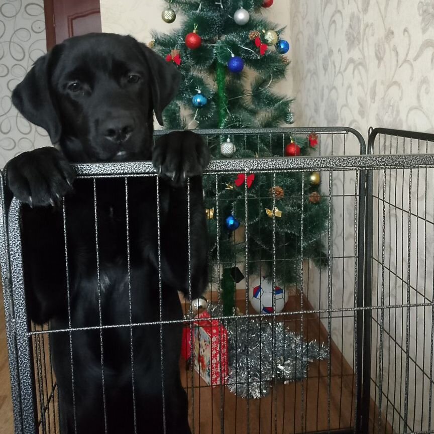 Лабрадор-ретривер, щенок