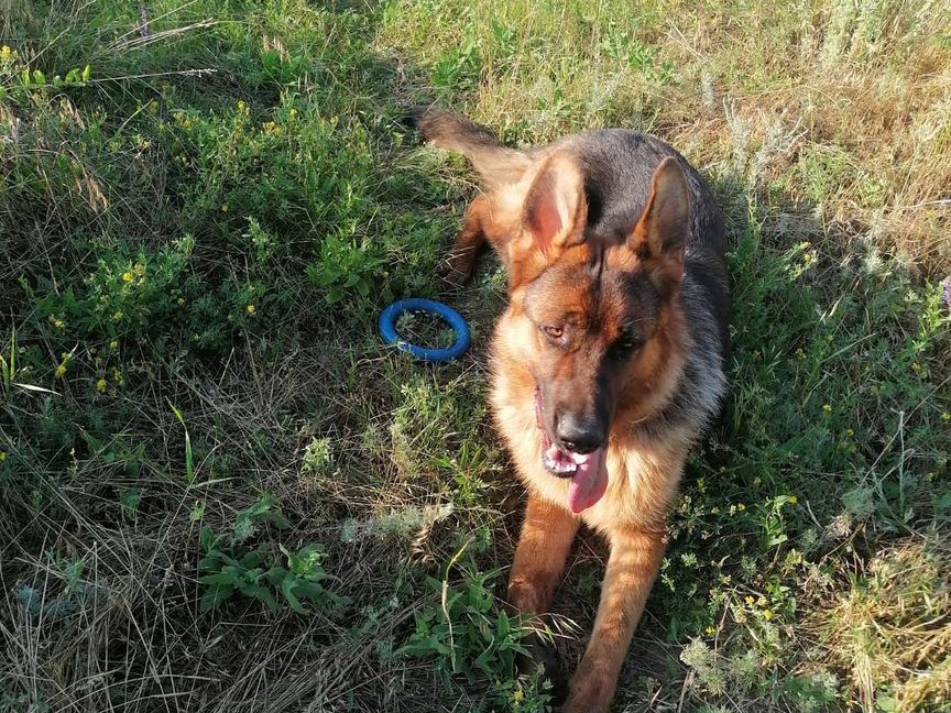 Случка Немецкая овчарка