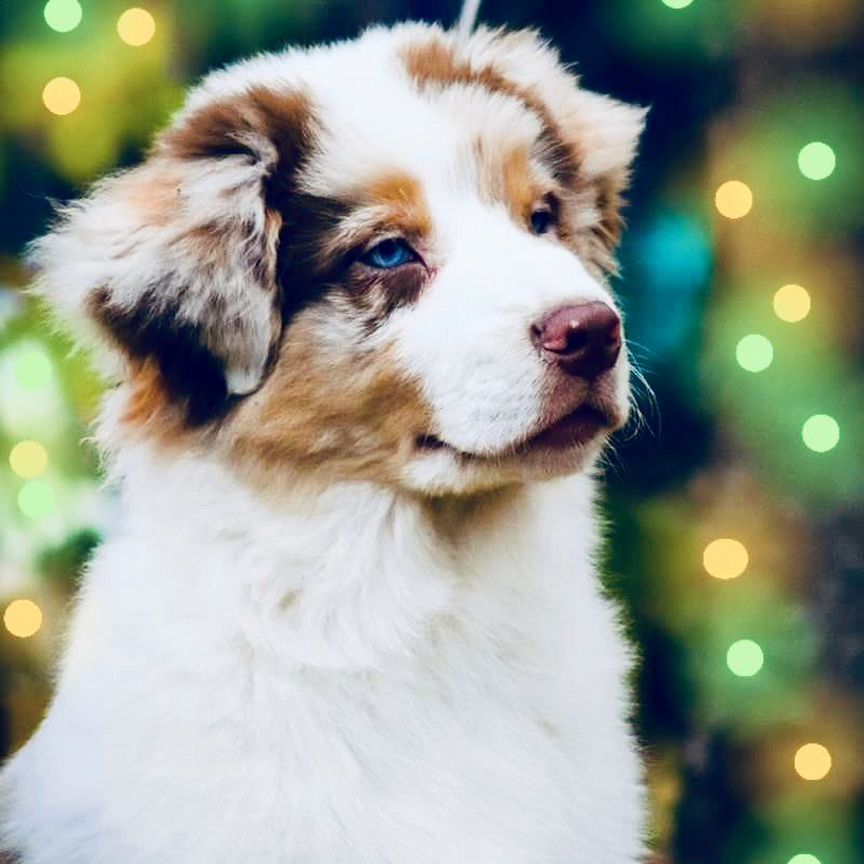 Аусси, мрамор, к Новому Году