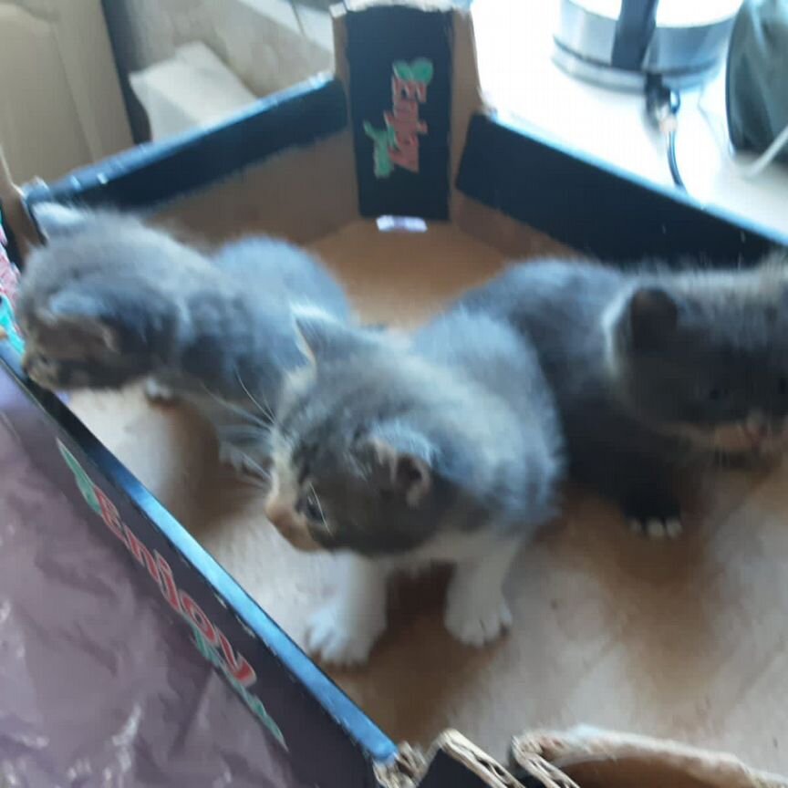 Котята в добрые руки 1 месяц