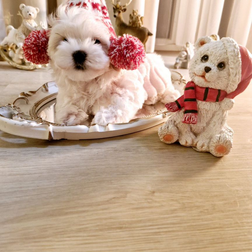 Бежево-белые мальтипу ф1 микро и мини 2 мес 700гр