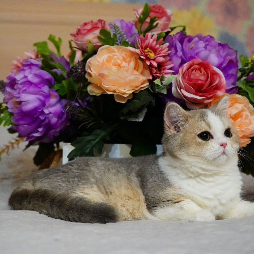 Шикарная британочка