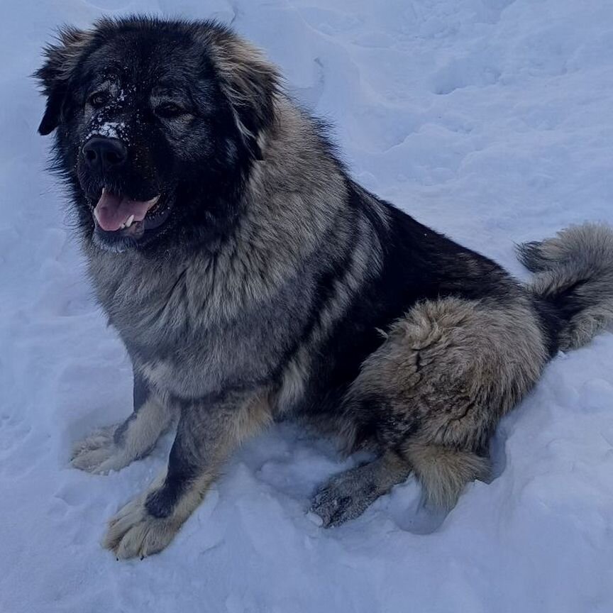 Кавказская овчарка, взрослая собака